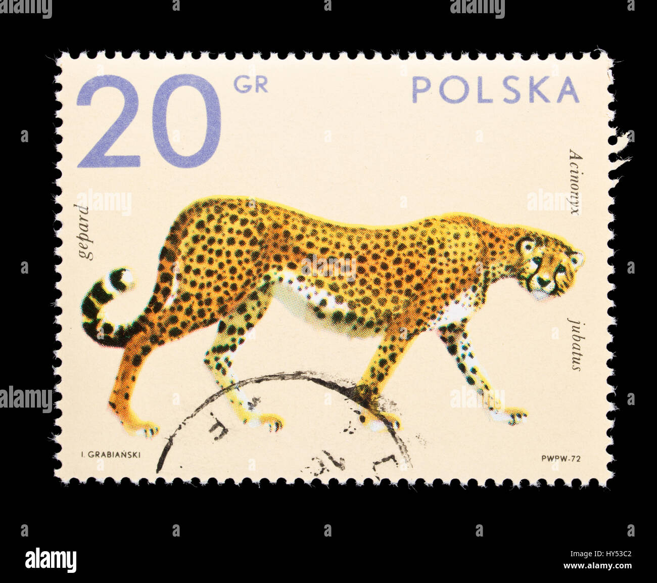 Postage stamp from Poland depicting a cheetah (Acinonyx jubatus Stock ...
