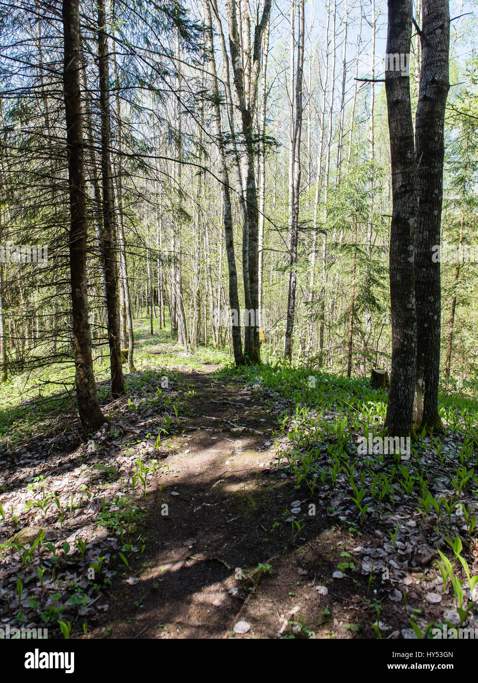 empty country road in spring forest with perspective and shadows Stock ...