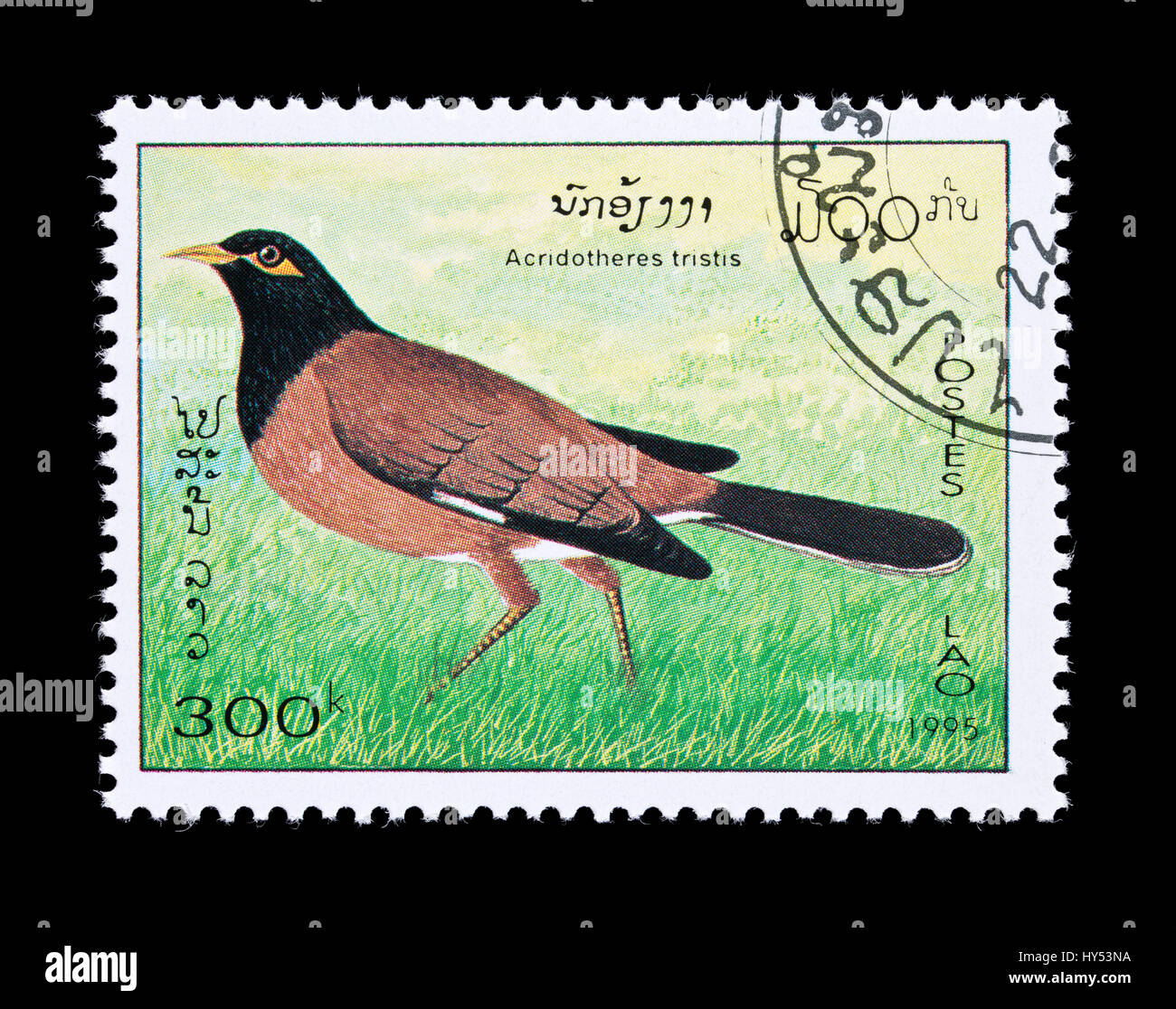 Postage stamp from Laos depicting a common myna bird (Acridotheres ...
