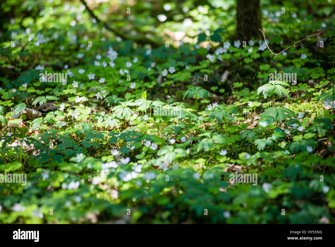 green foliage background in forest shadows Stock Photo - Alamy