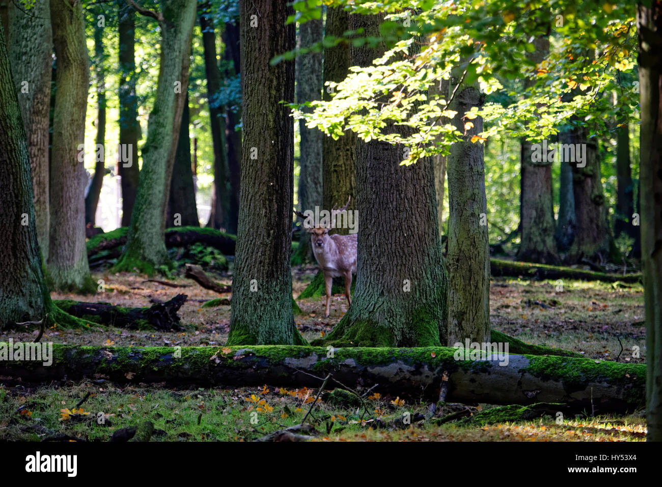 Autumn in Deister, Germany Stock Photo - Alamy