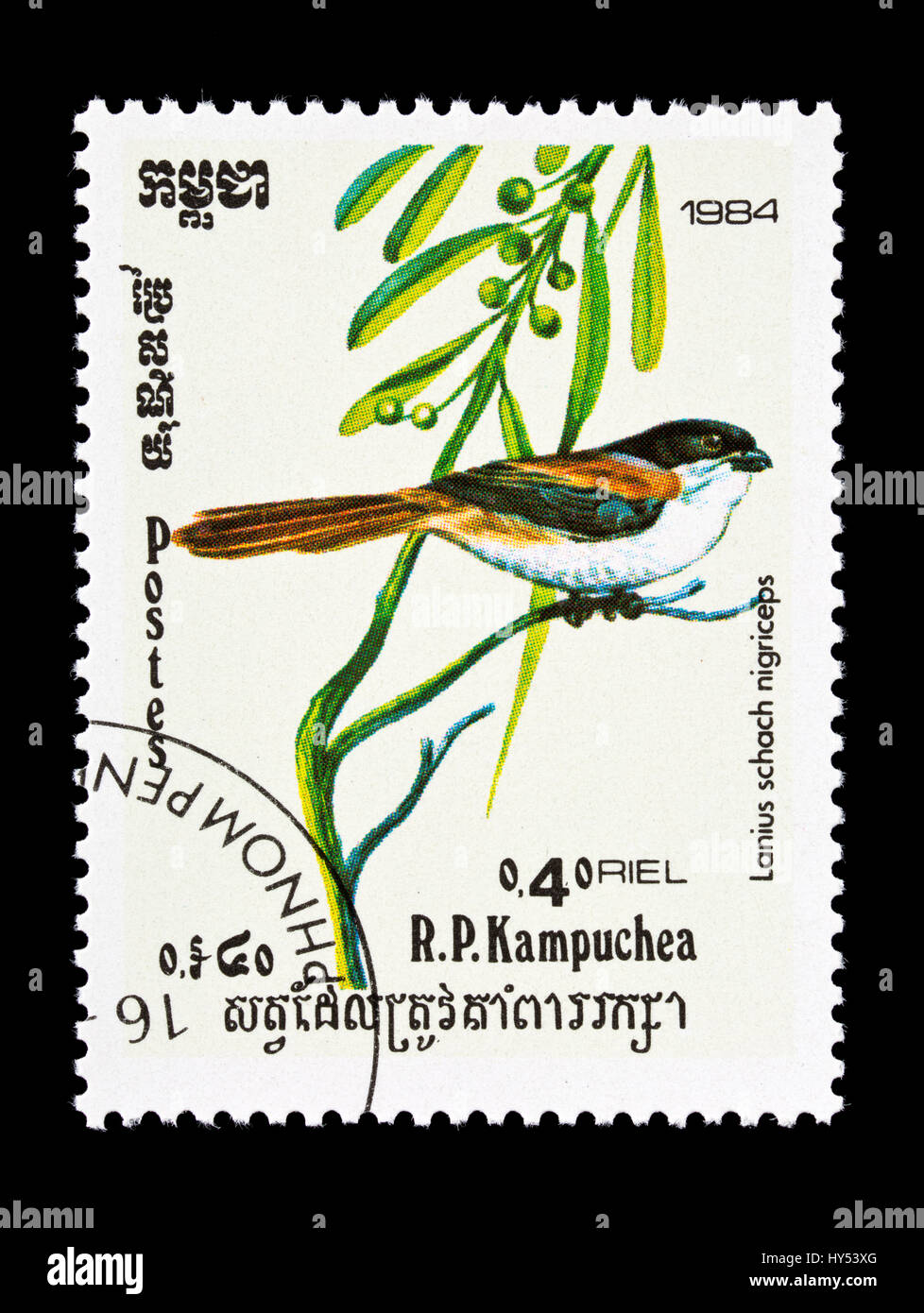 Postage stamp from Cambodia (Kampuchea) depicting long-tailed shrike or ...