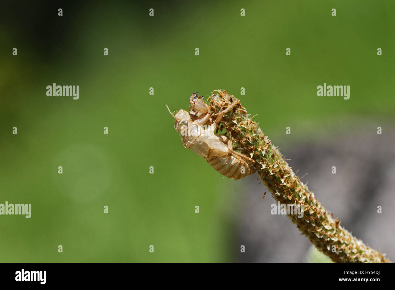 Cicada casing hi-res stock photography and images - Alamy