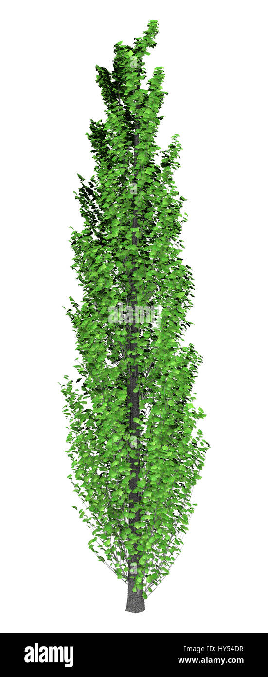 3D rendering of a green poplar tree isolated on white background Stock ...