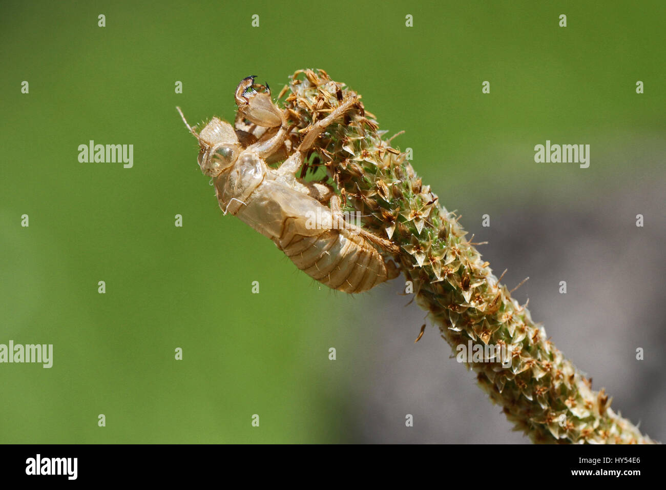 Cicada casing hi-res stock photography and images - Alamy