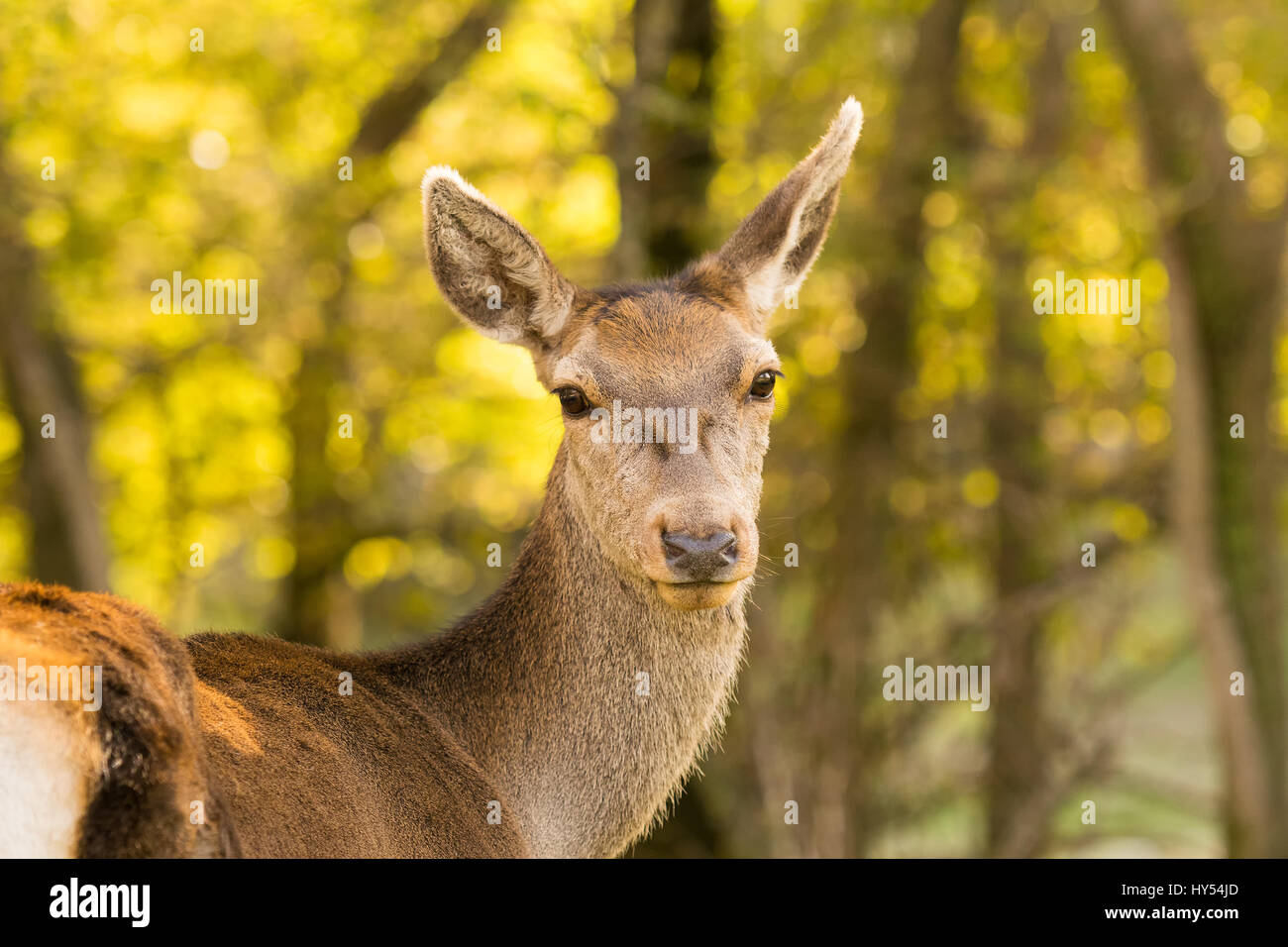 Beautiful deer portrait against the blurred background of trees Stock ...