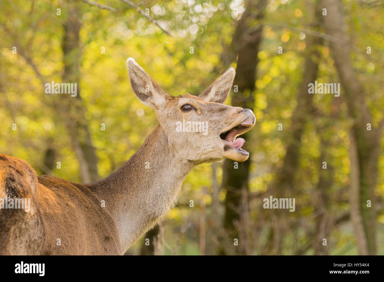 Funny deer portrait with its tongue out against the trees Stock Photo ...