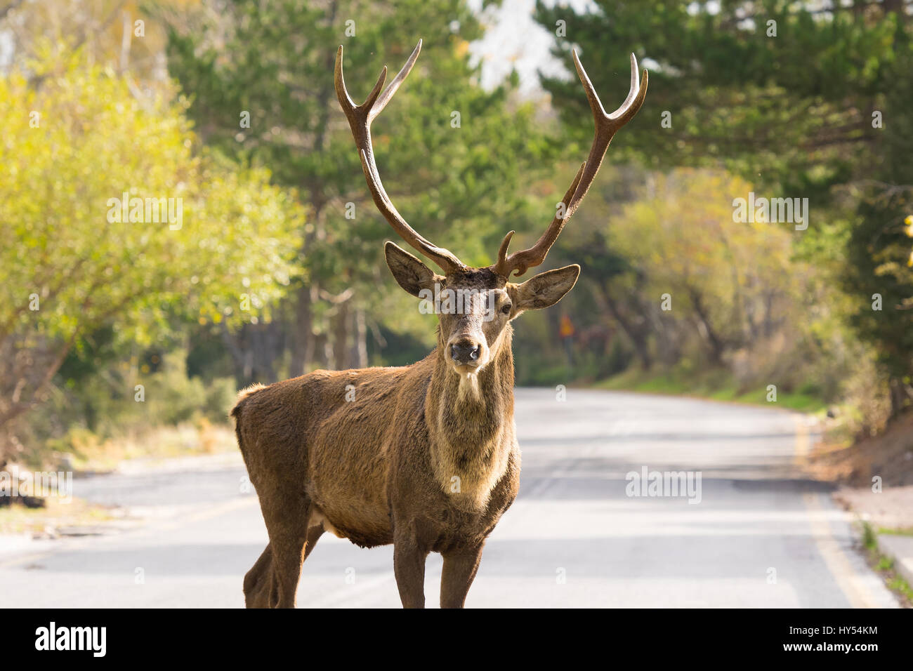 Male deer portrait on the road of Parnitha mountain in Greece Stock ...