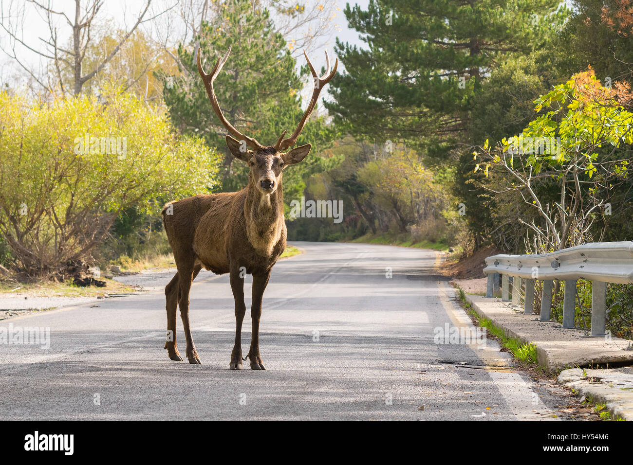 Male deer at the road of Parnitha mountain in Greece looking at the ...