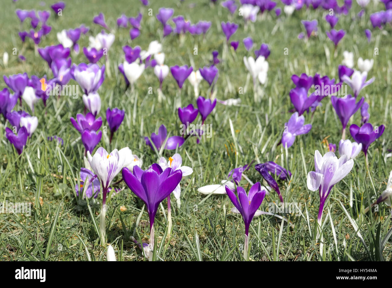 Many crocusses hi-res stock photography and images - Alamy