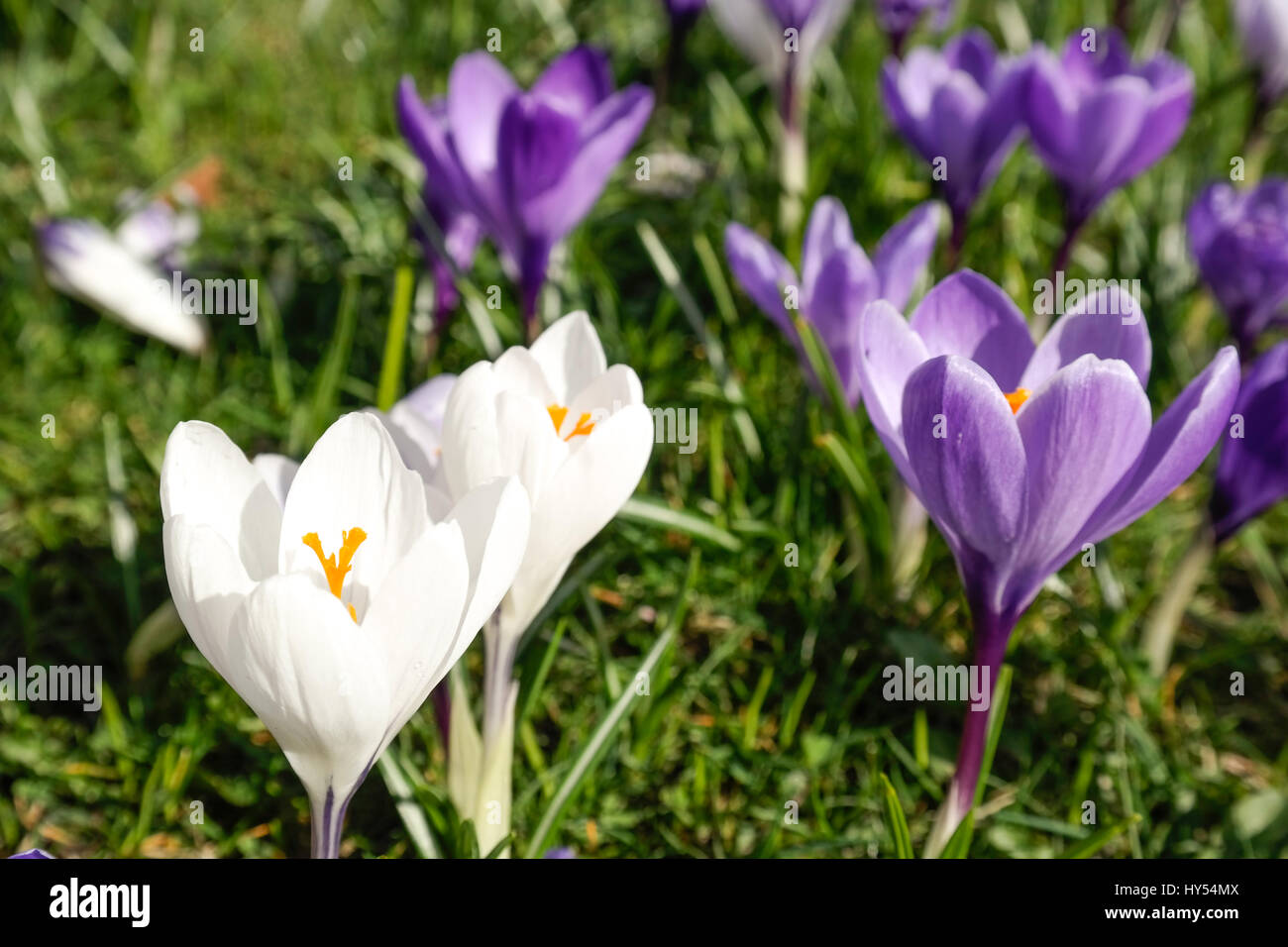 Many crocusses hi-res stock photography and images - Alamy