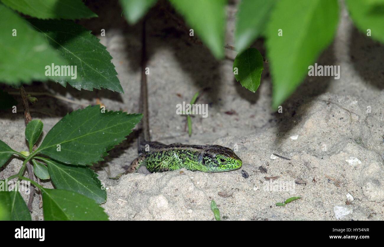 Lizard in backyard hi-res stock photography and images - Alamy