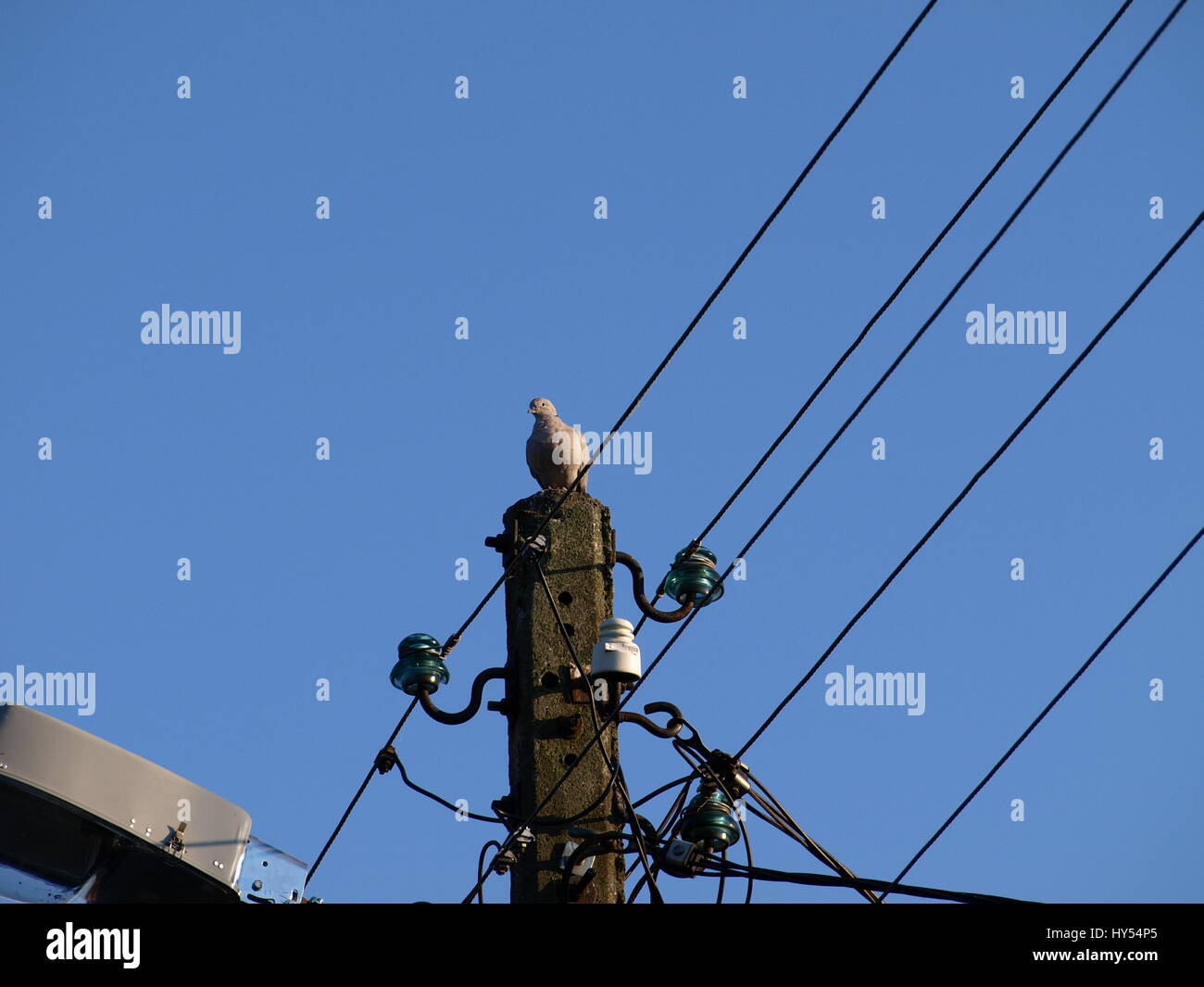Pigeon on electricity line Stock Photo - Alamy