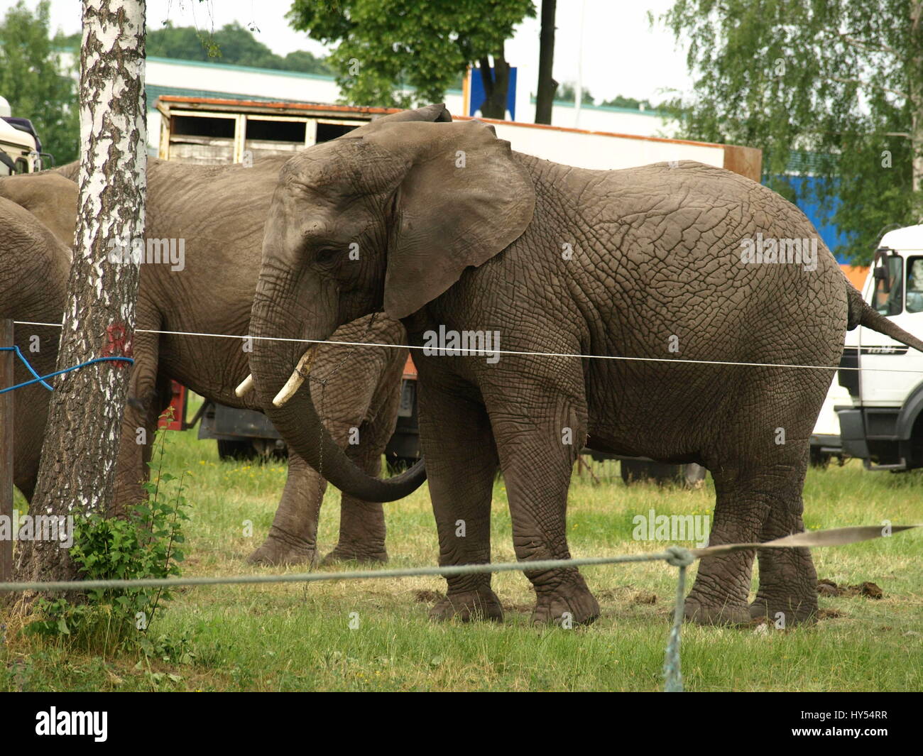 Elephants walking on paddock near circus in Krasnik, Poland Stock Photo ...