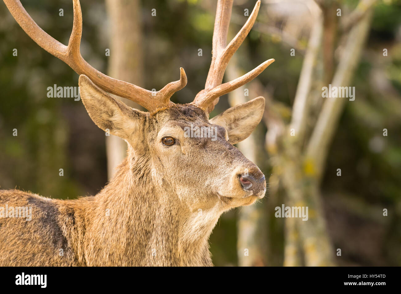 Close up elk moose head hi-res stock photography and images - Alamy