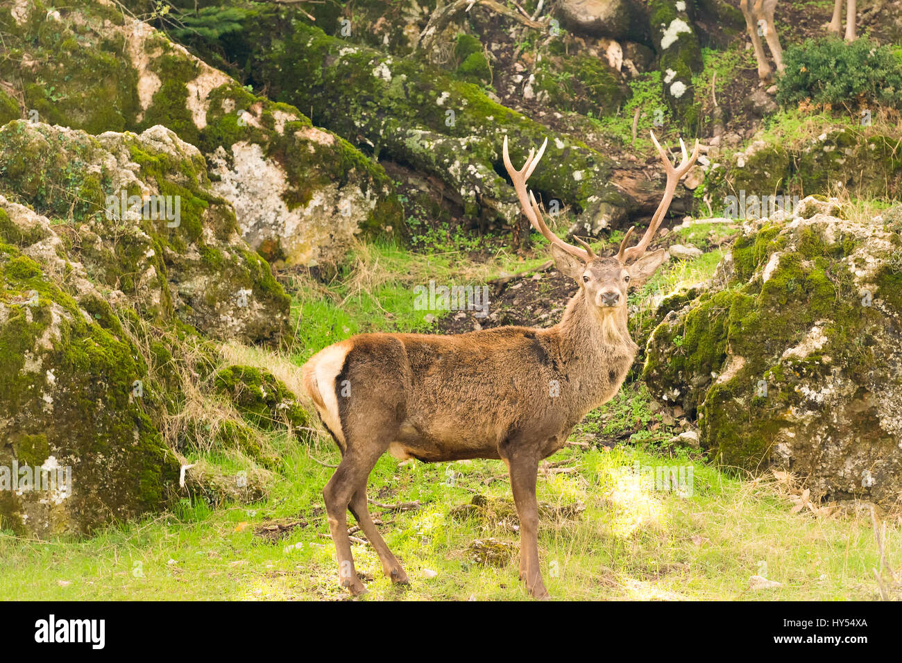 Male deer portrait at Parnitha mountain in Greece against a beautiful ...