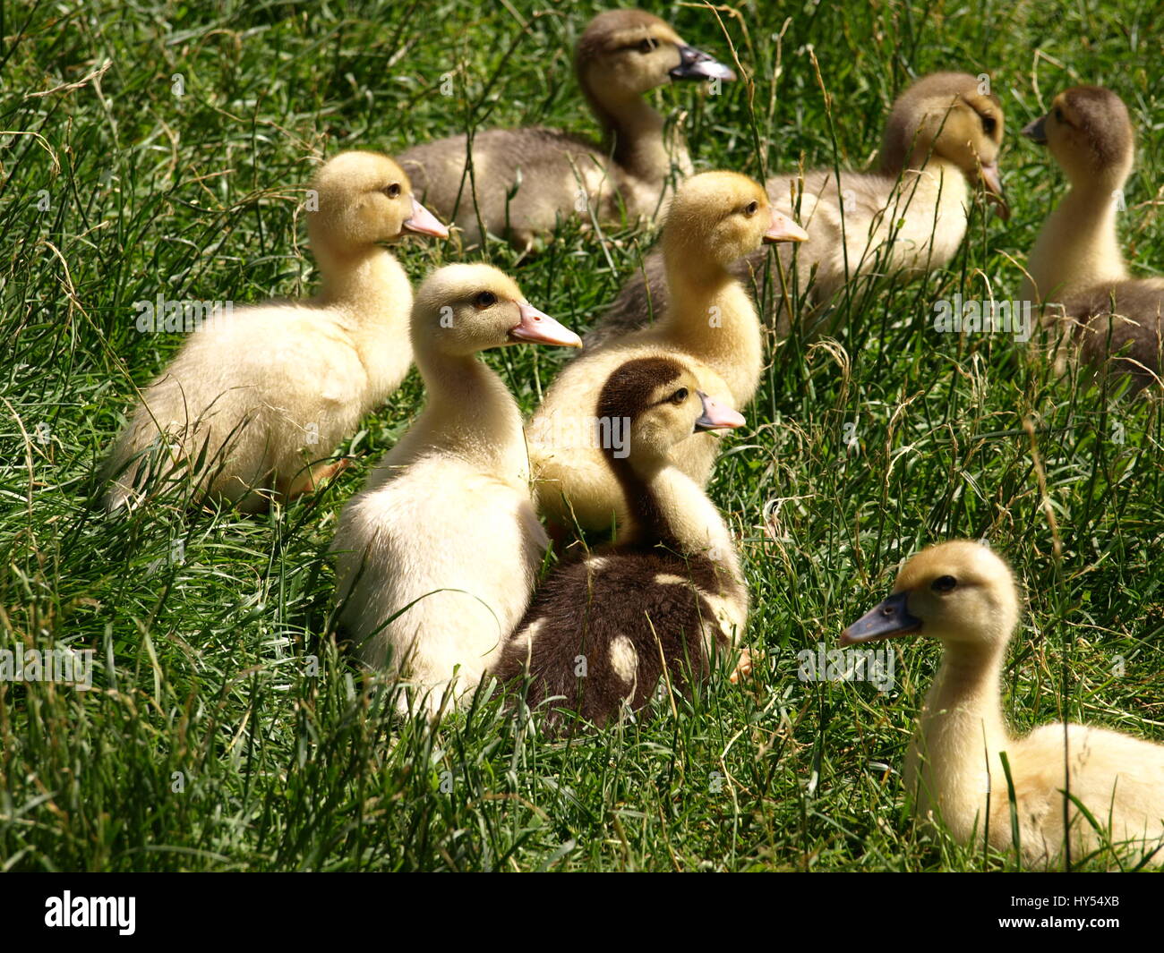Farm ducks hi-res stock photography and images - Alamy