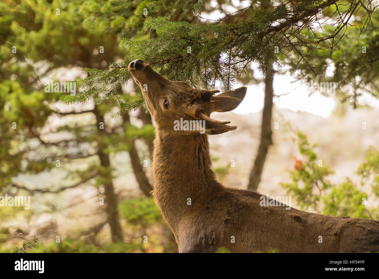 Deer eating from a tree at Parnitha mountain in Greece Stock Photo - Alamy