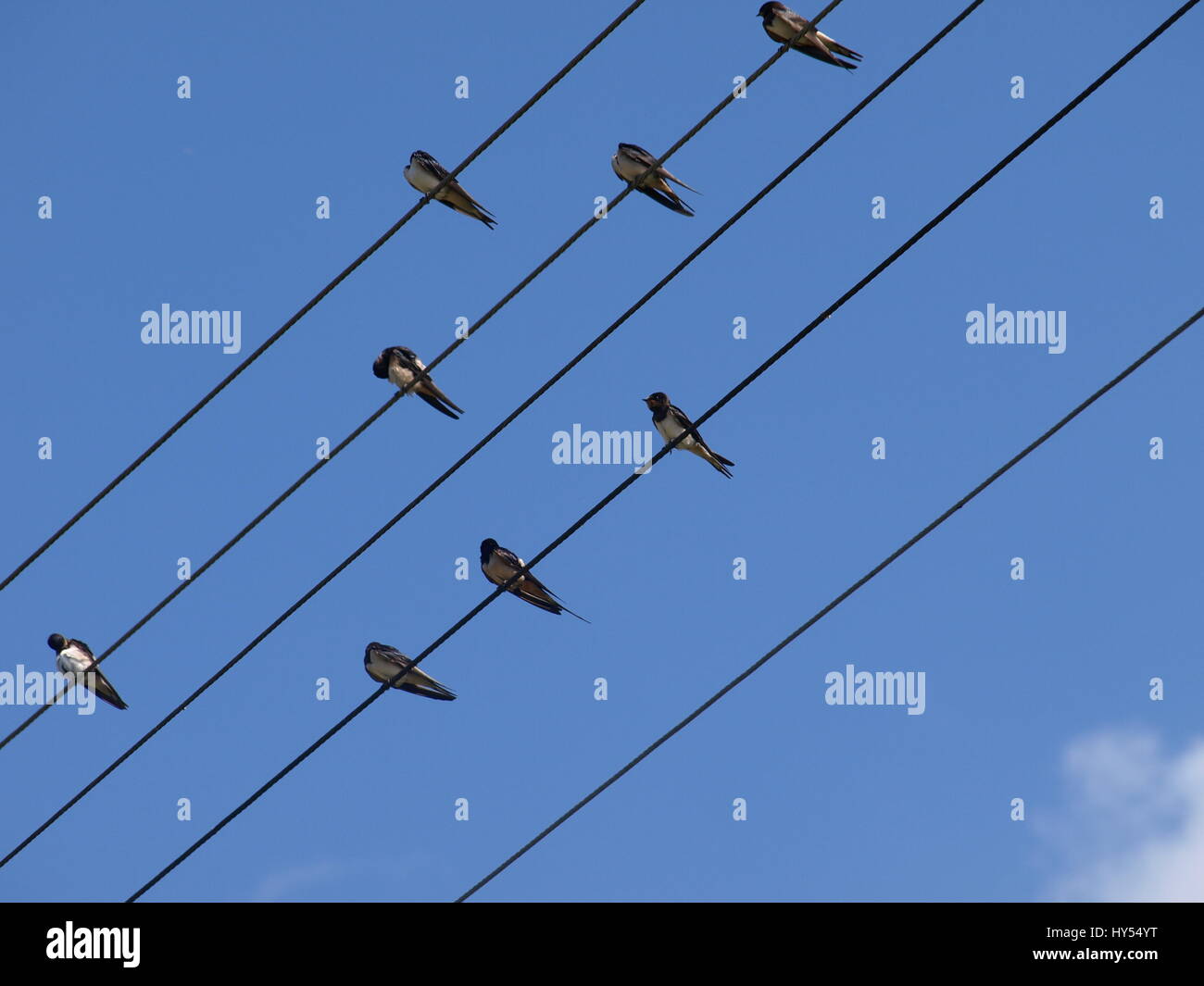 Swallows on electricity lines Stock Photo - Alamy