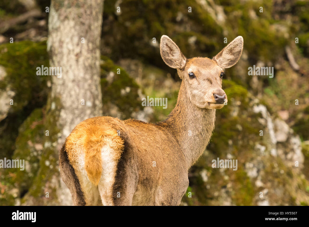 Beautiful portrait of a deer at Parnitha mountain in Greece Stock Photo ...