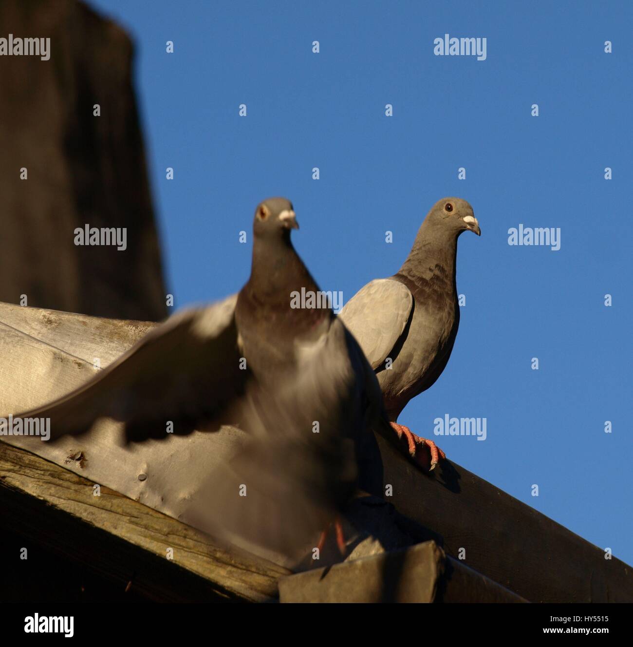 Pigeons on building's roof Stock Photo - Alamy