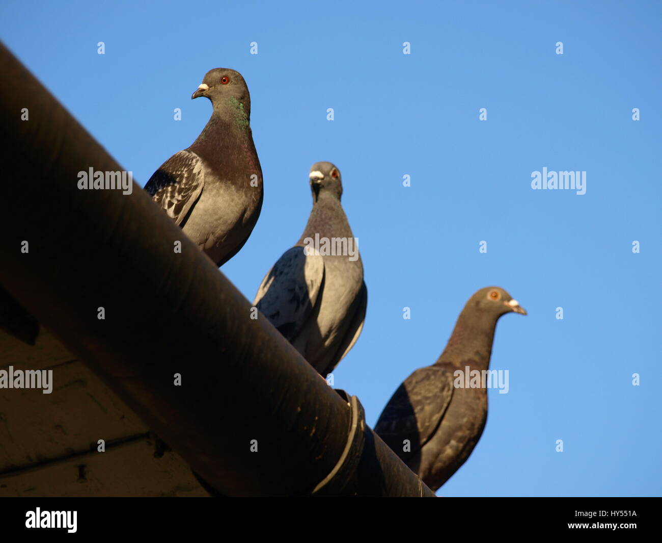 Pigeons on building's roof Stock Photo - Alamy