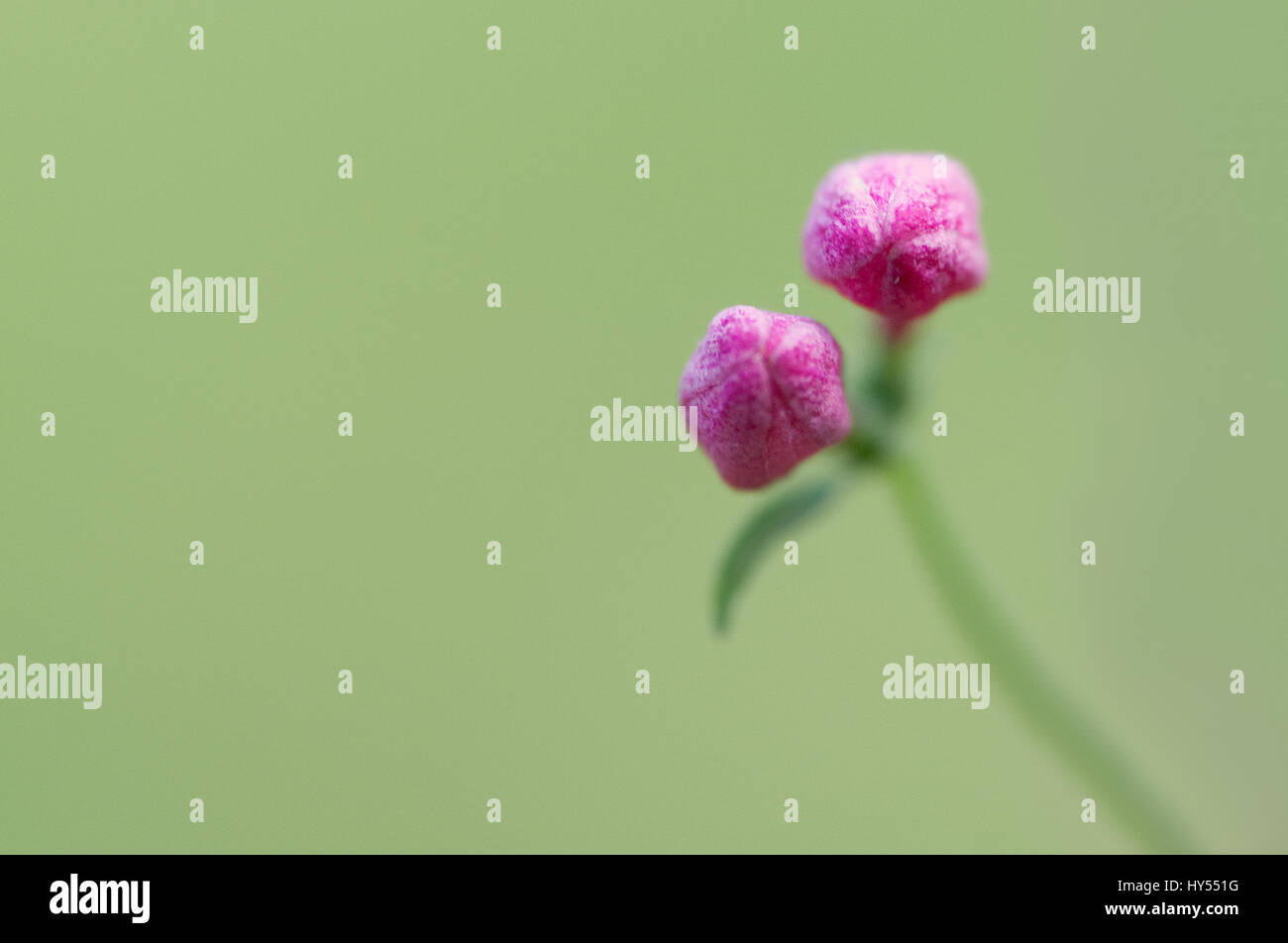 New life, buds Stock Photo - Alamy