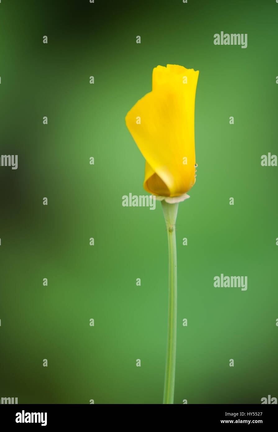 Yellow Poppy High Resolution Stock Photography and Images - Alamy