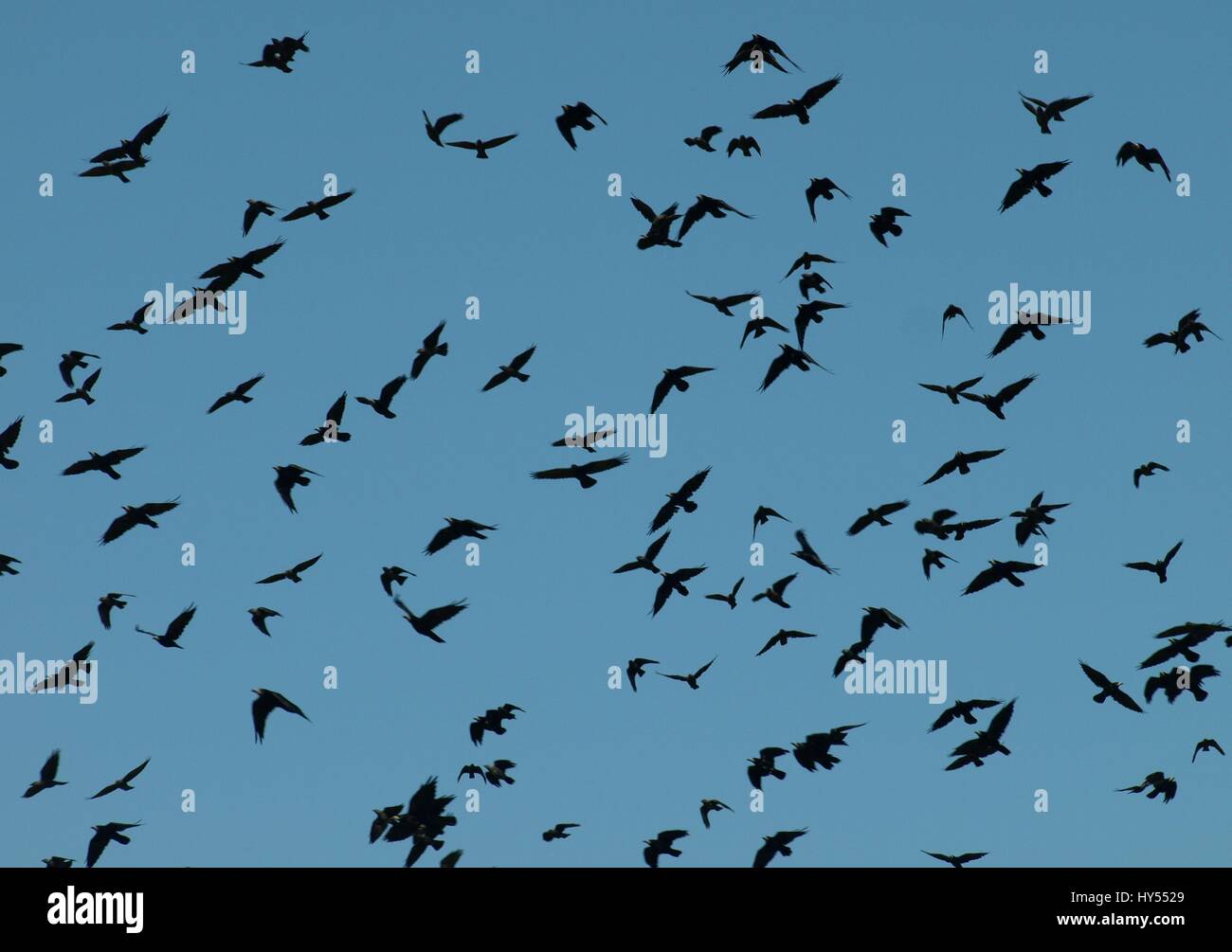 Crows flying pattern hi-res stock photography and images - Alamy