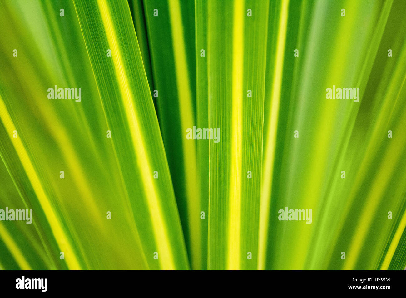 Long thin leaf hi-res stock photography and images - Alamy