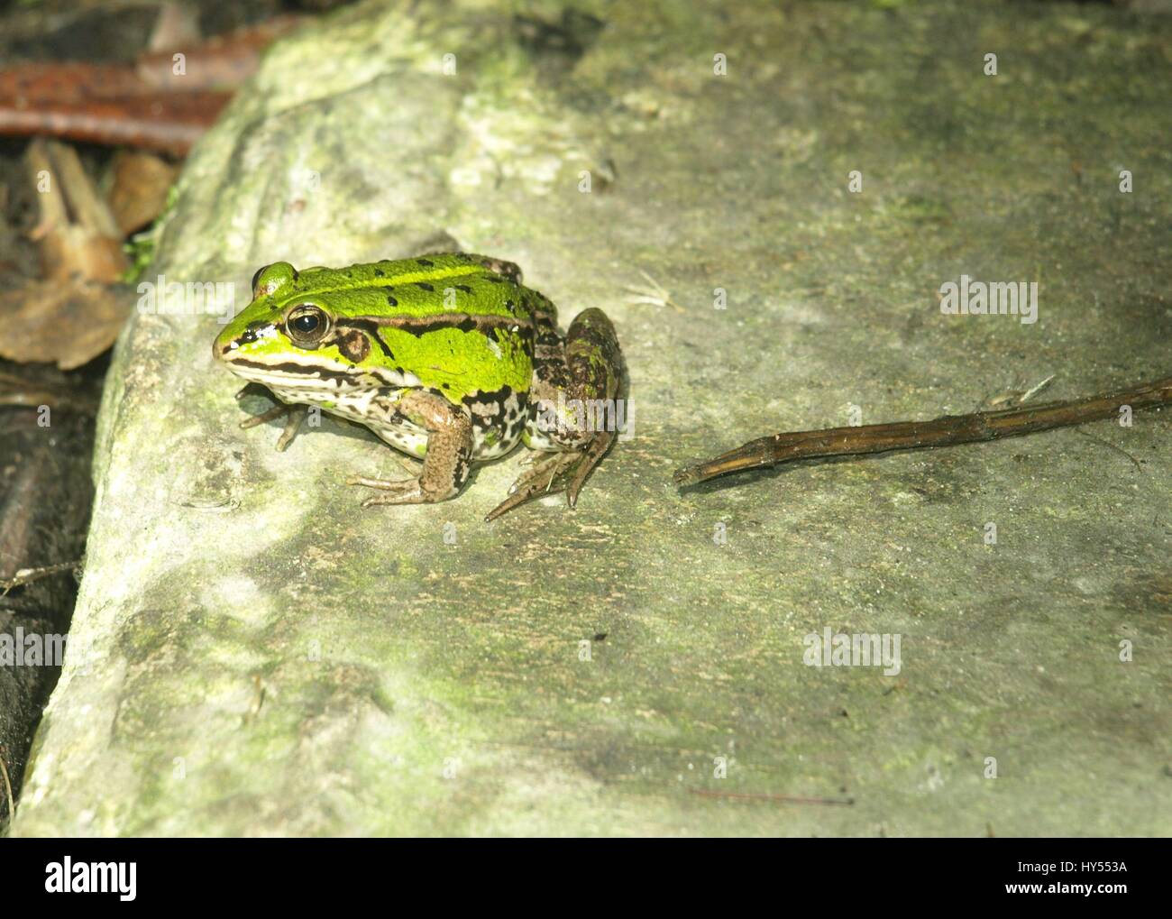 Frog is sitting on stone Stock Photo - Alamy