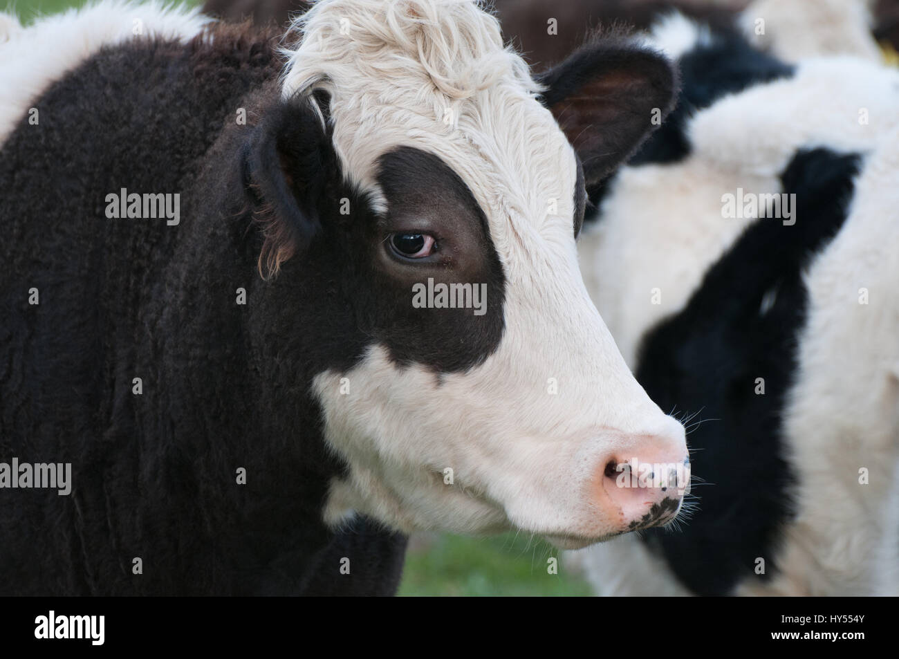 Cows headshot hi-res stock photography and images - Alamy