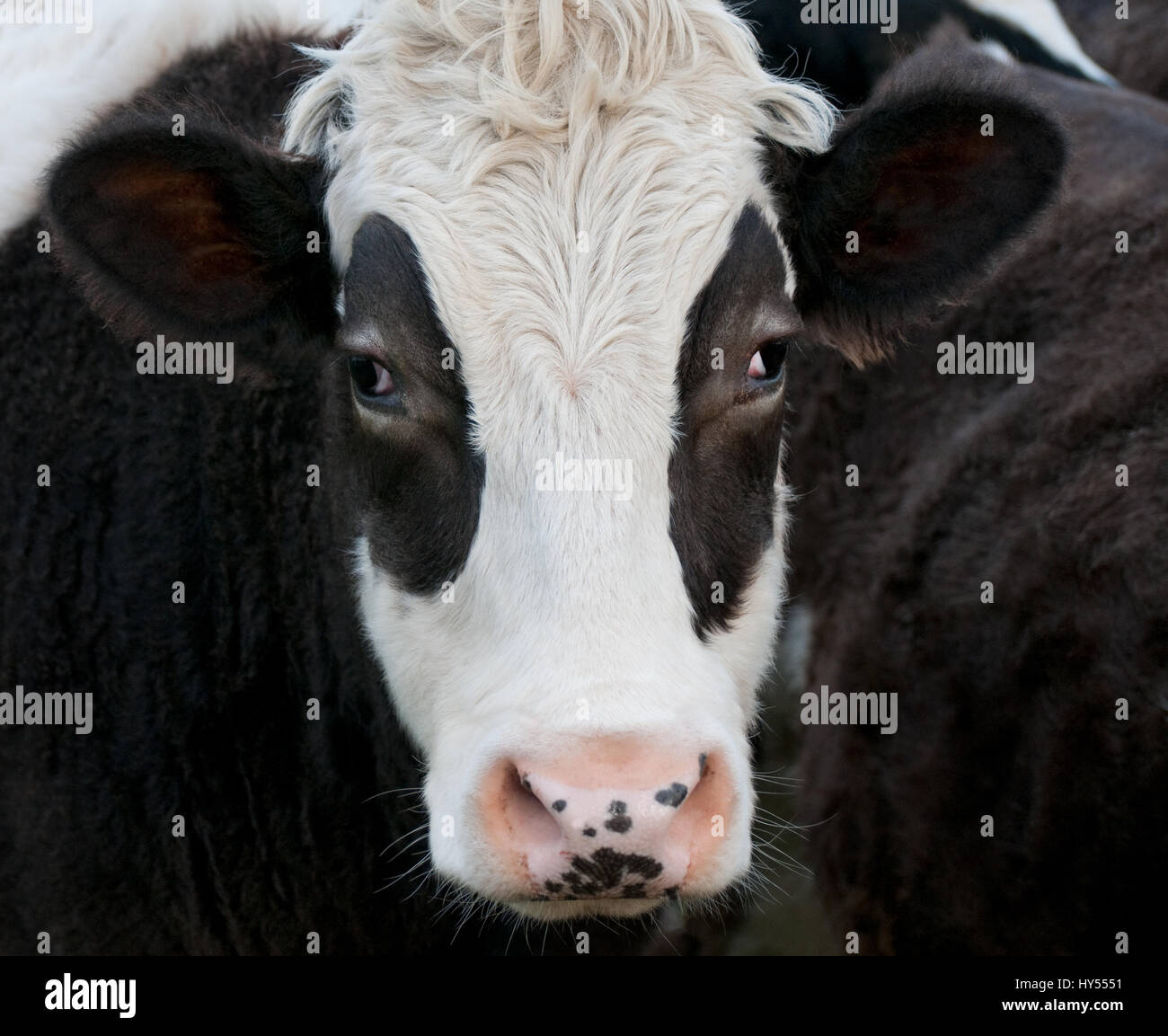 Close up of a Cow Stock Photo - Alamy