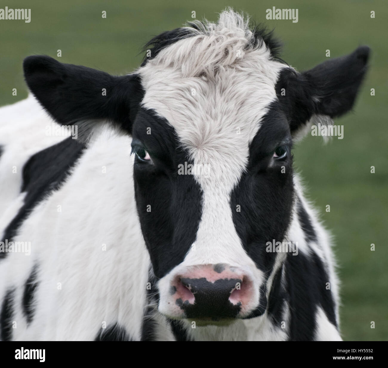 Close up of a Cow Stock Photo - Alamy