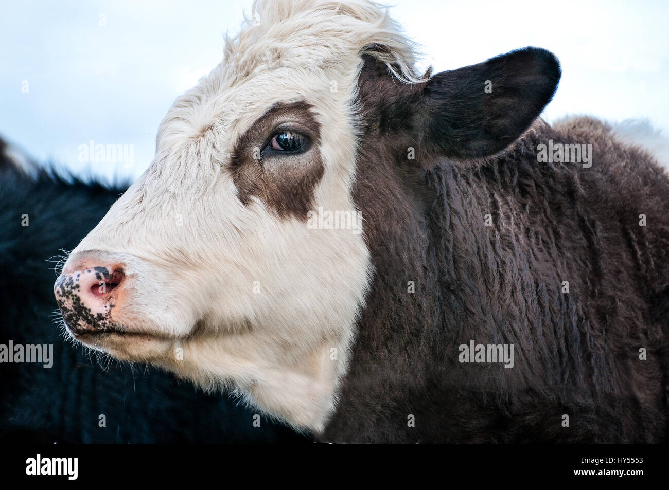 Close up of a Cow Stock Photo - Alamy