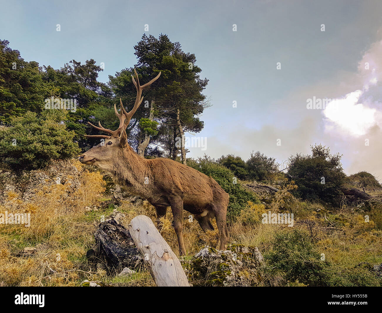 Male deer at Parnitha mountain in Greece. Close up look Stock Photo - Alamy