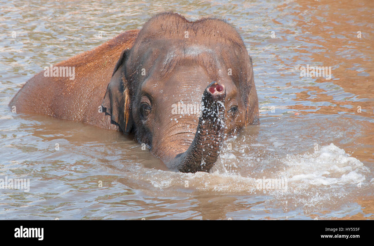 An Elephant bathing in a pool Stock Photo - Alamy