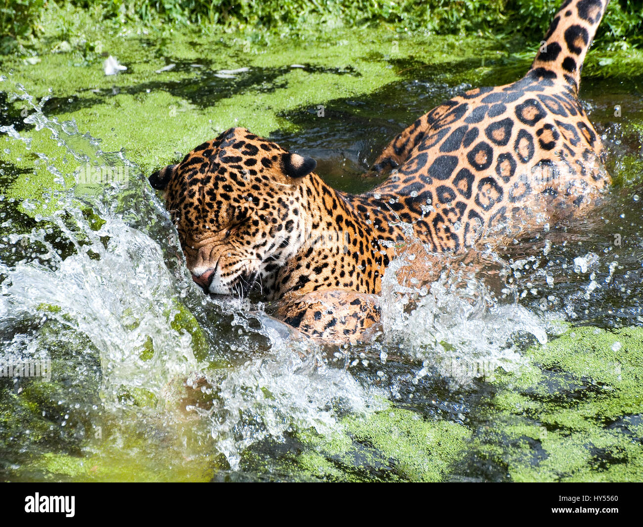 Leaping jaguar hi-res stock photography and images - Alamy