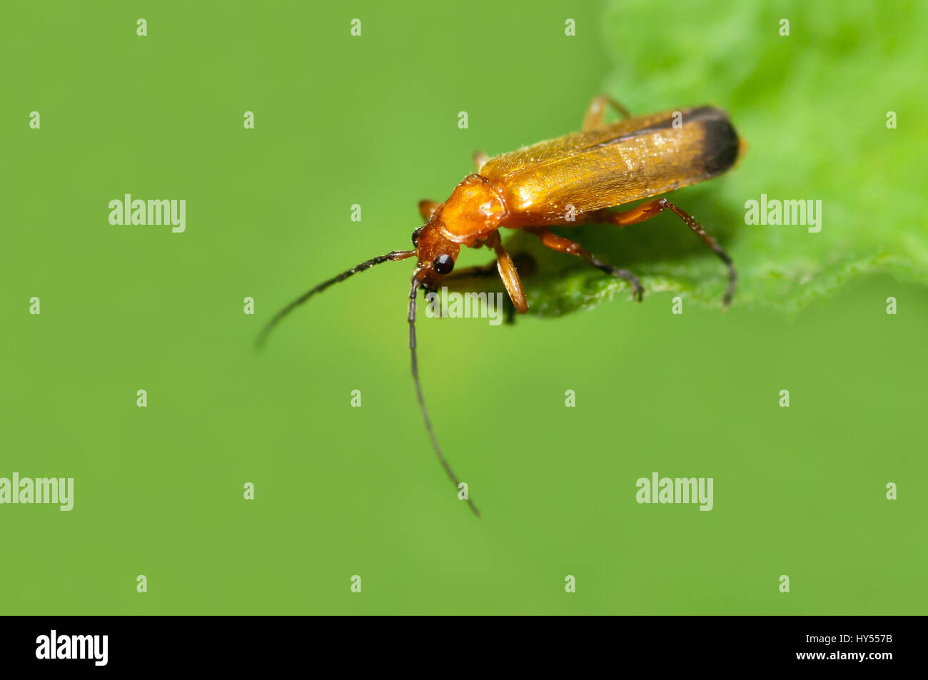 Leaf eating insects hi-res stock photography and images - Alamy
