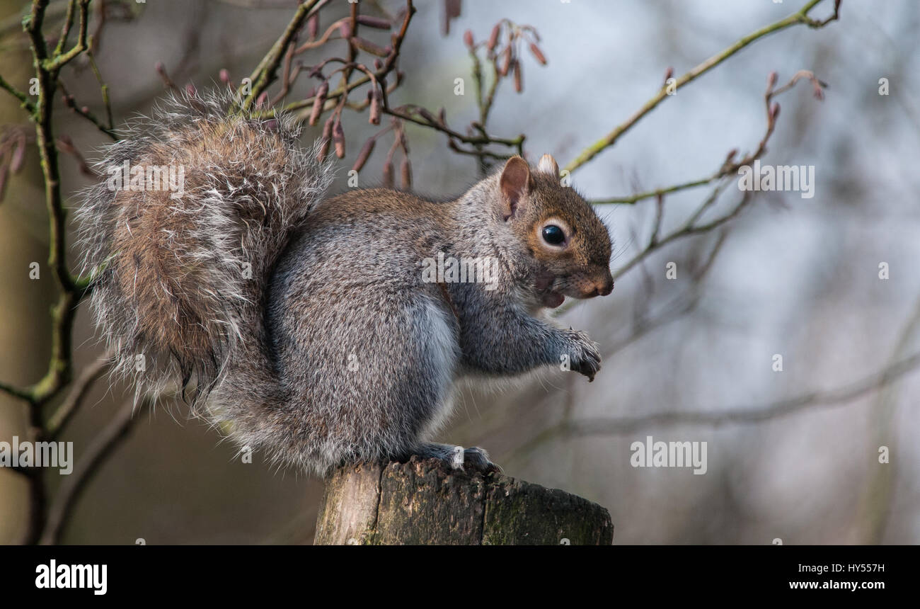 Sly squirrel hi-res stock photography and images - Alamy