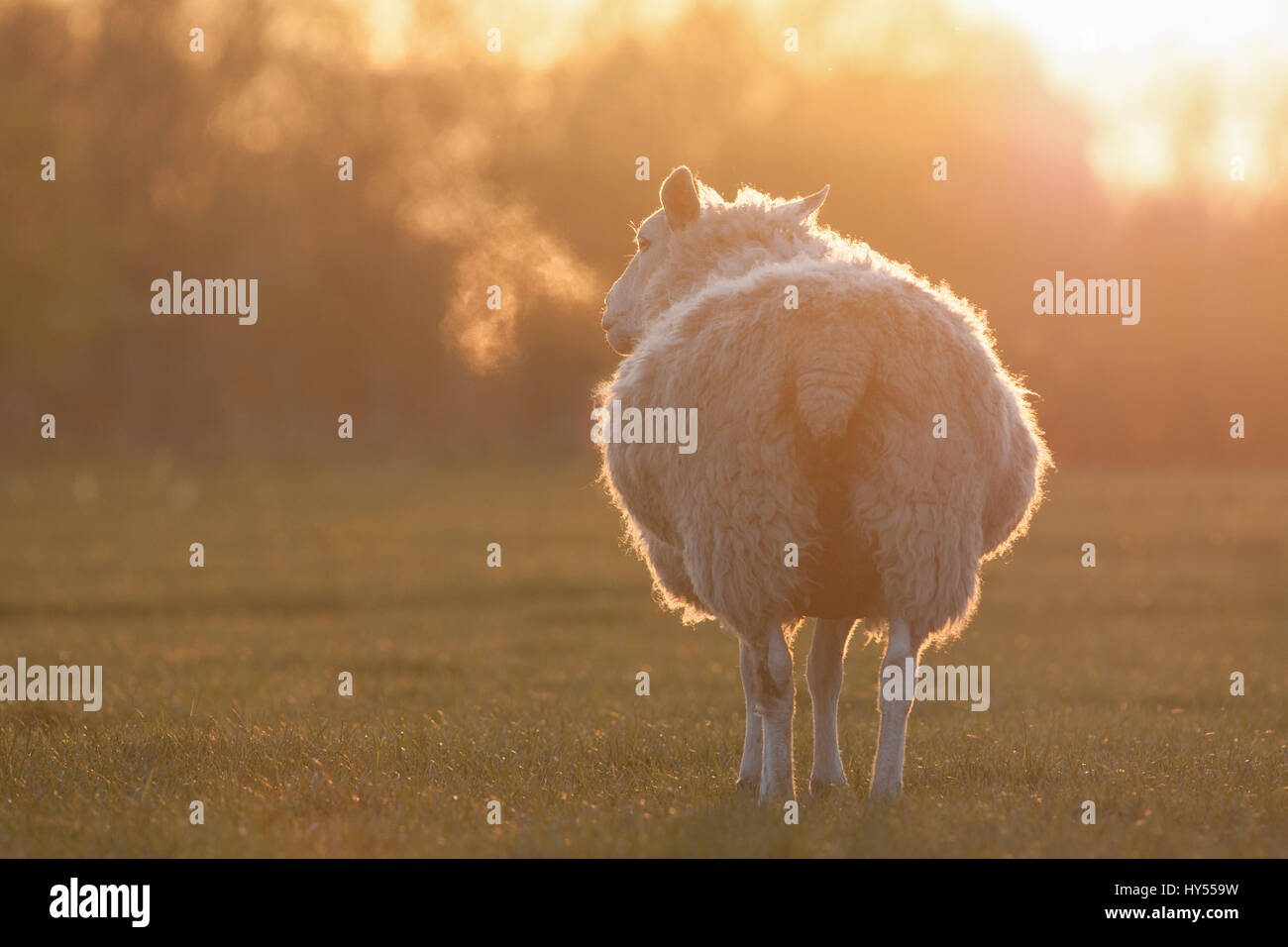 A Sheep at sunset in Cheshire Stock Photo - Alamy
