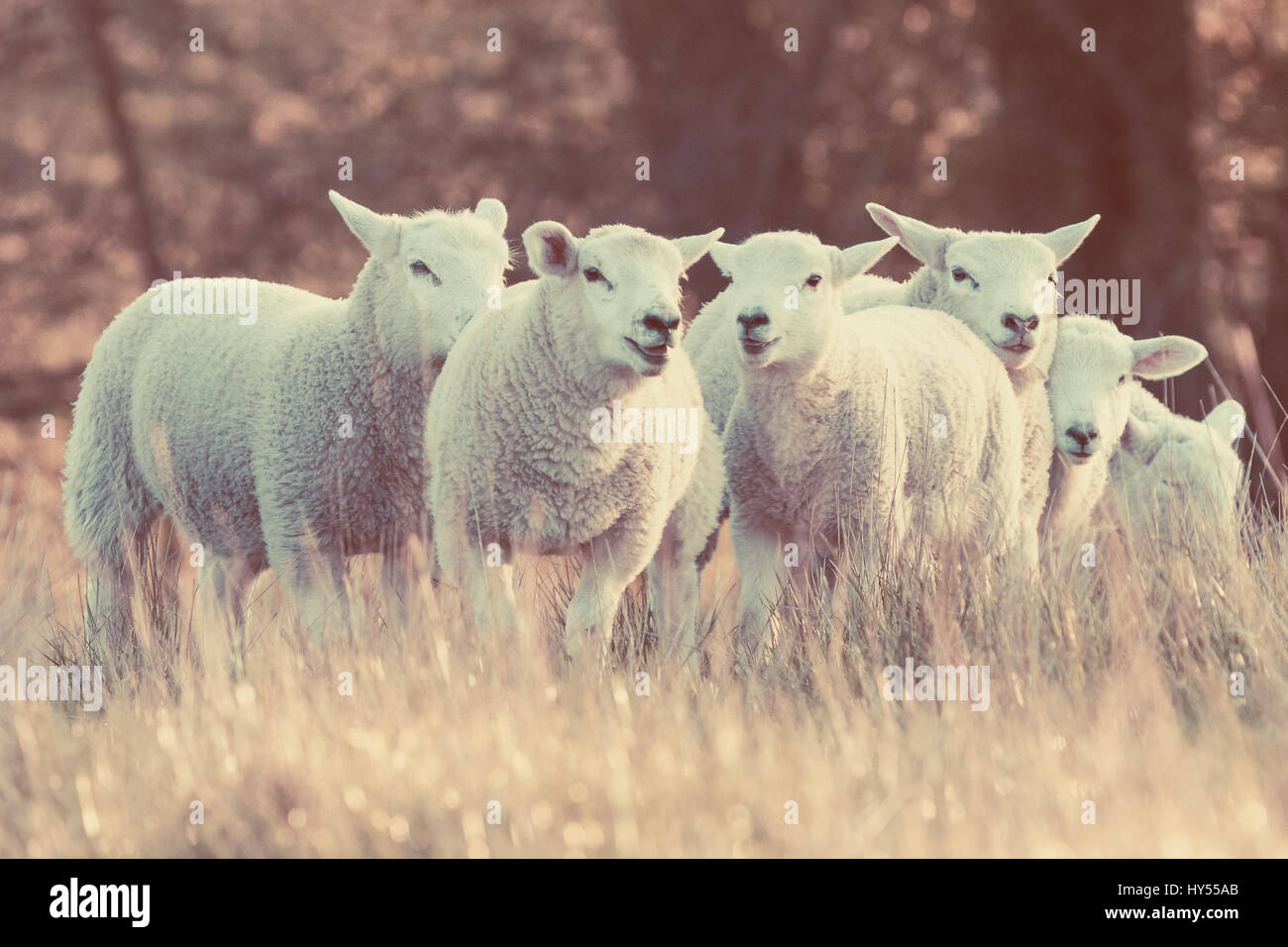 A group of Lambs in a field in Cheshire Stock Photo - Alamy