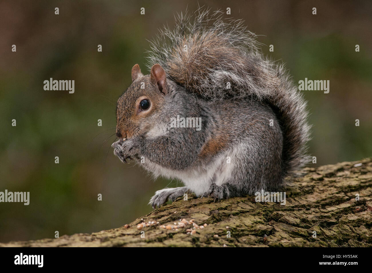 Squirrel vermin hi-res stock photography and images - Alamy