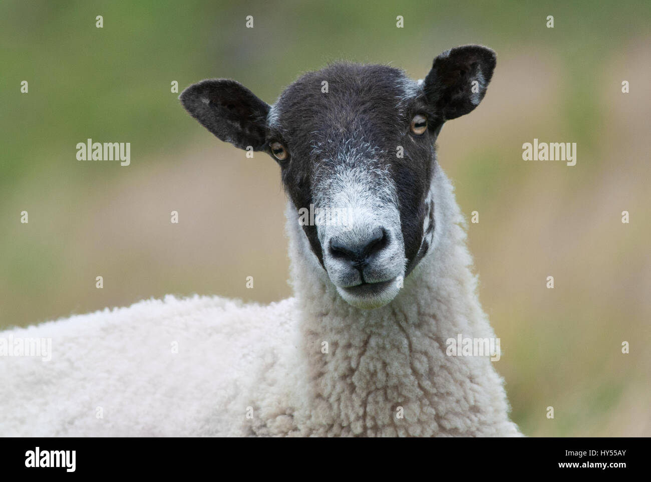 Close up of a sheeps head hi-res stock photography and images - Alamy