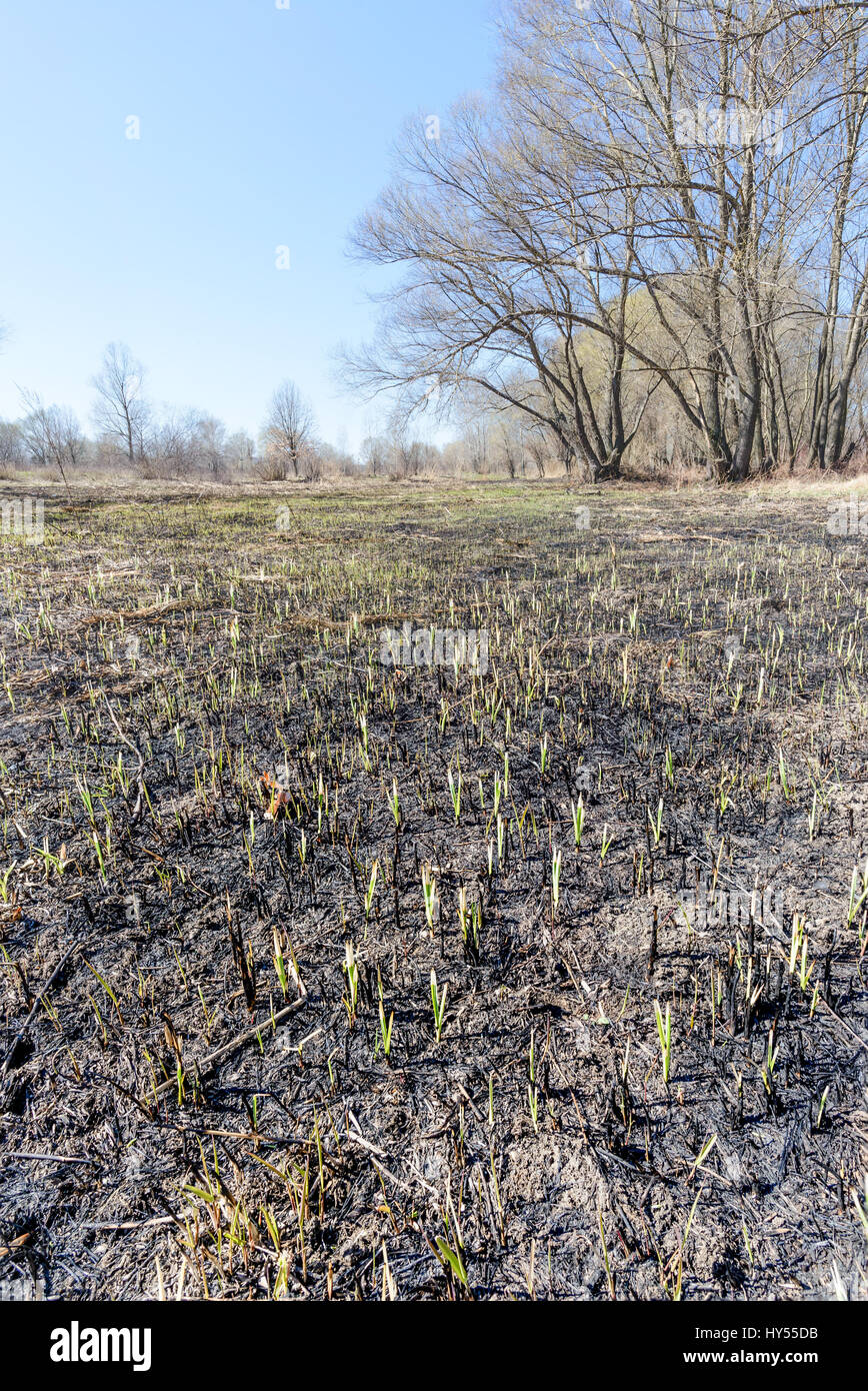Wasteland after fire consequences: dry ground, tree roots and bushes ...
