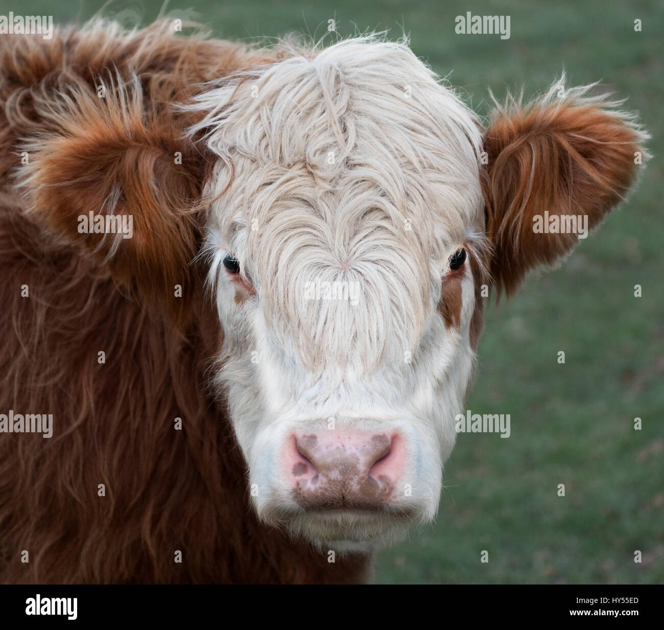 Cows headshot hi-res stock photography and images - Alamy