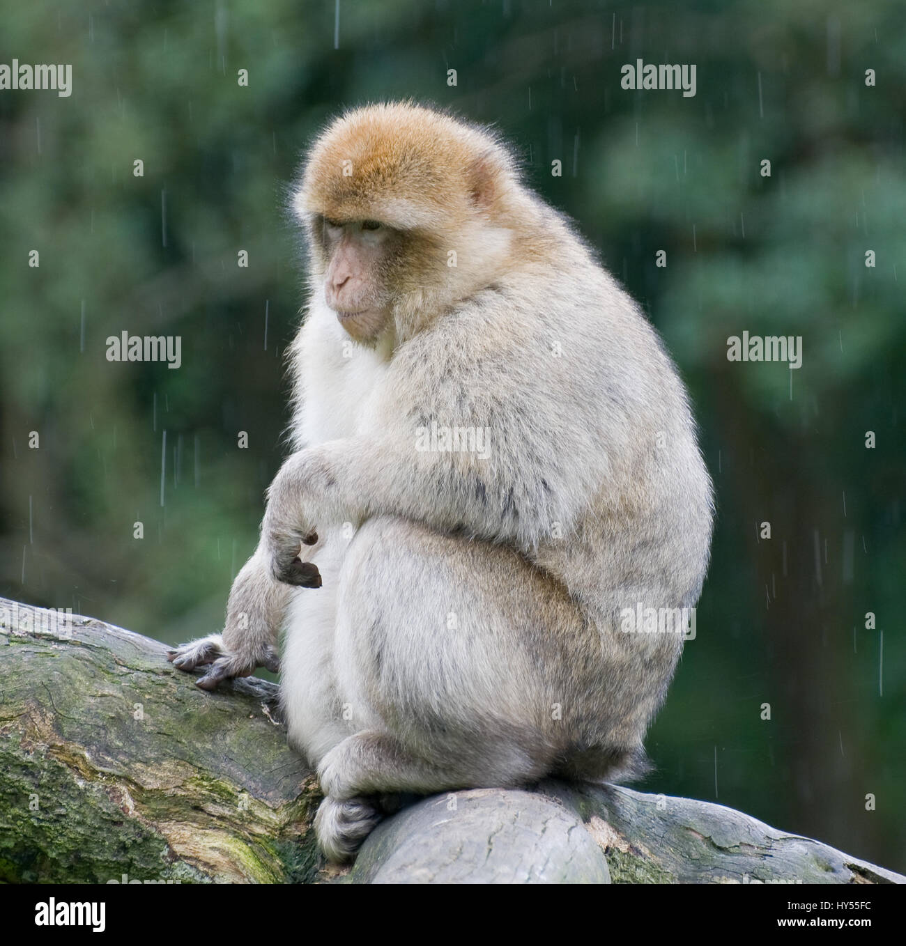 Foraging macaque hi-res stock photography and images - Alamy