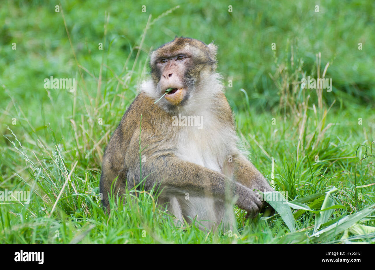 Foraging macaque hi-res stock photography and images - Alamy