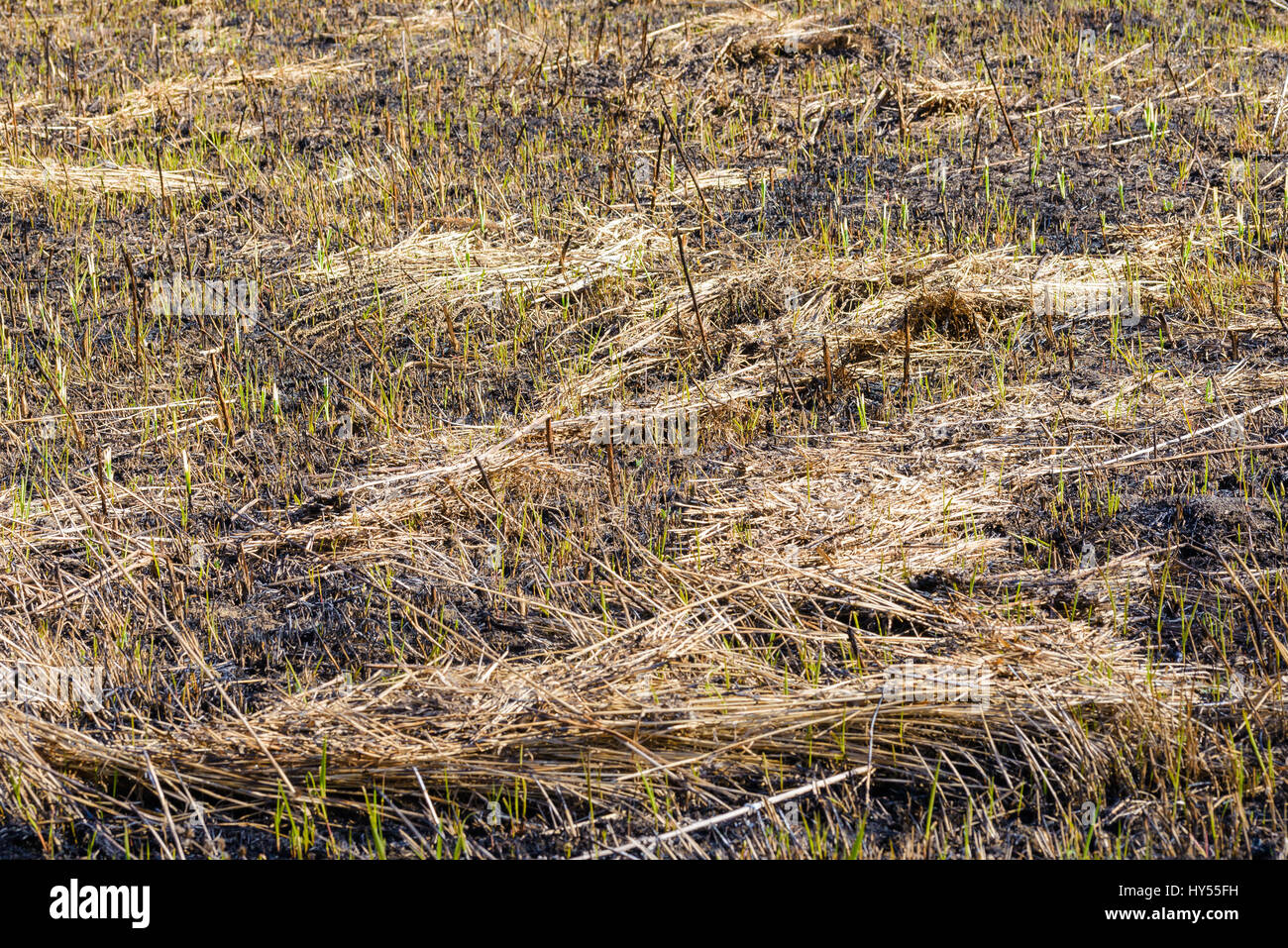 Devastated land hi-res stock photography and images - Alamy