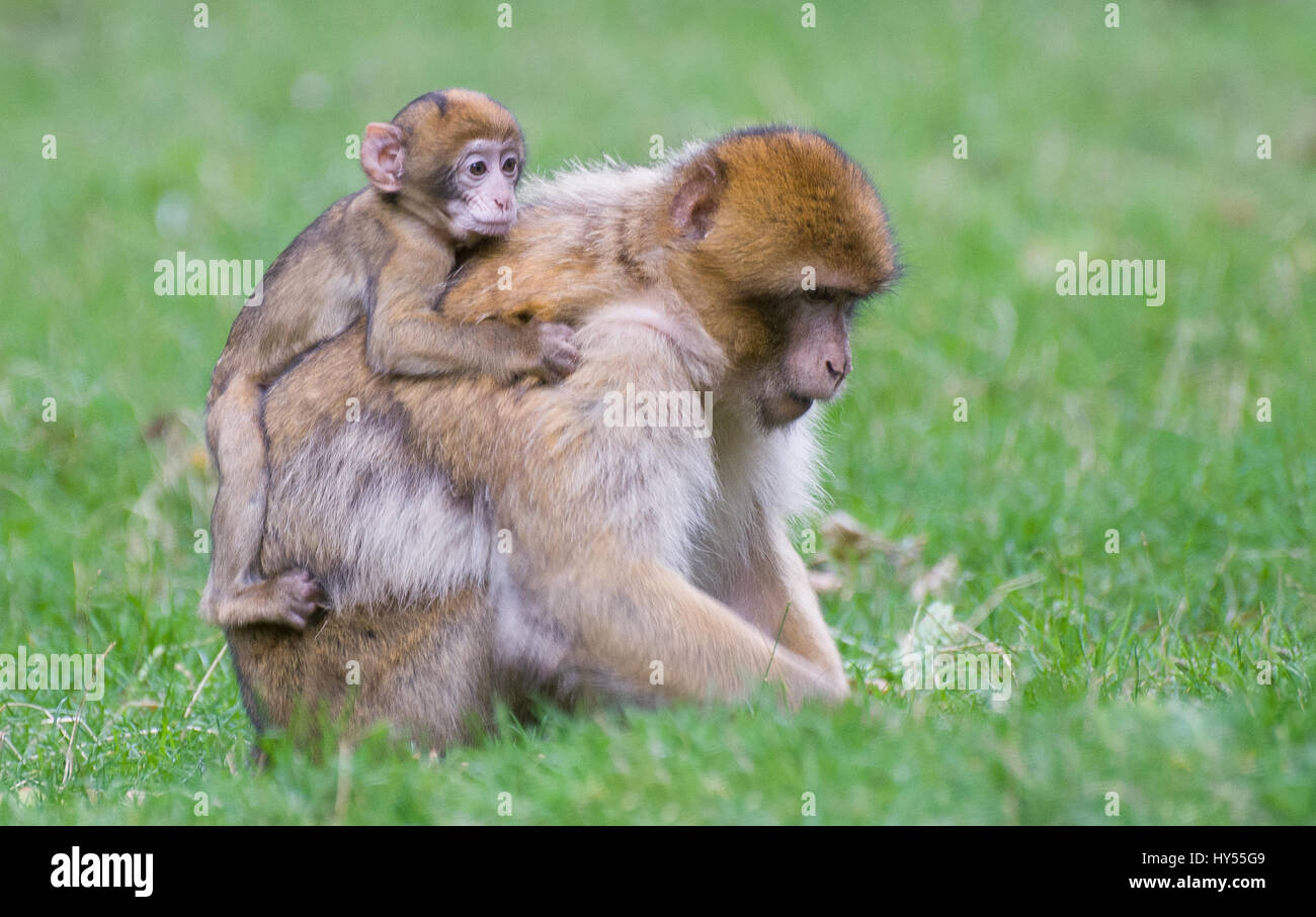 Macaque foraging hi-res stock photography and images - Alamy